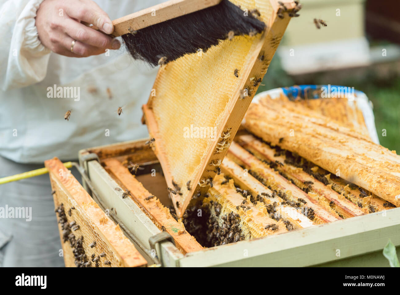 Beekeeper brushing bees from honeycomb Stock Photo - Alamy