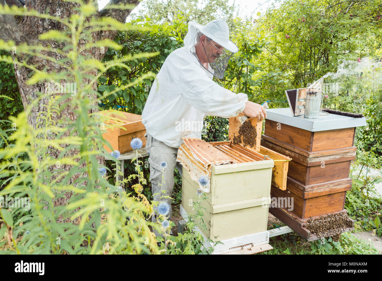 Beehouse hi-res stock photography and images - Alamy