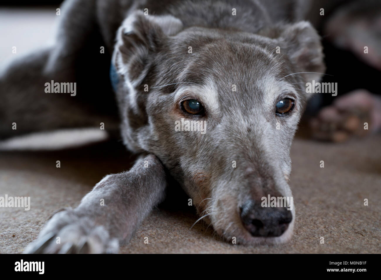 Old greyhound resting Stock Photo - Alamy
