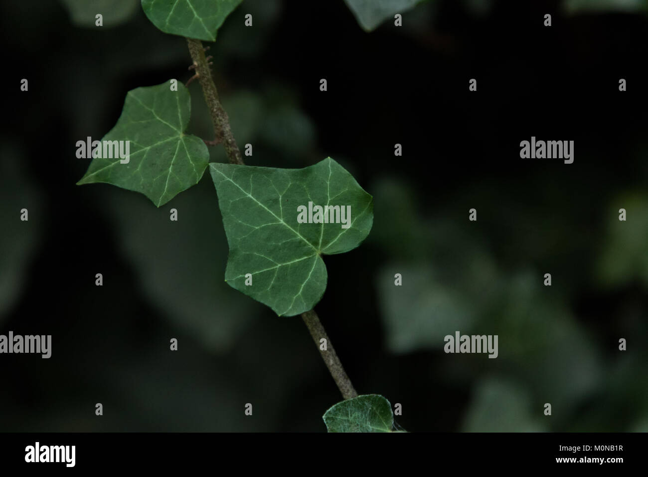 Plant stem anatomy hi-res stock photography and images - Alamy