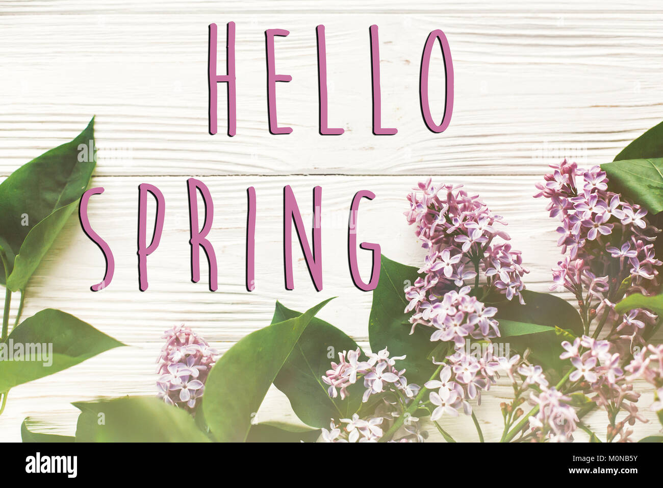 hello spring text sign on spring flat lay image. beautiful lilac ...