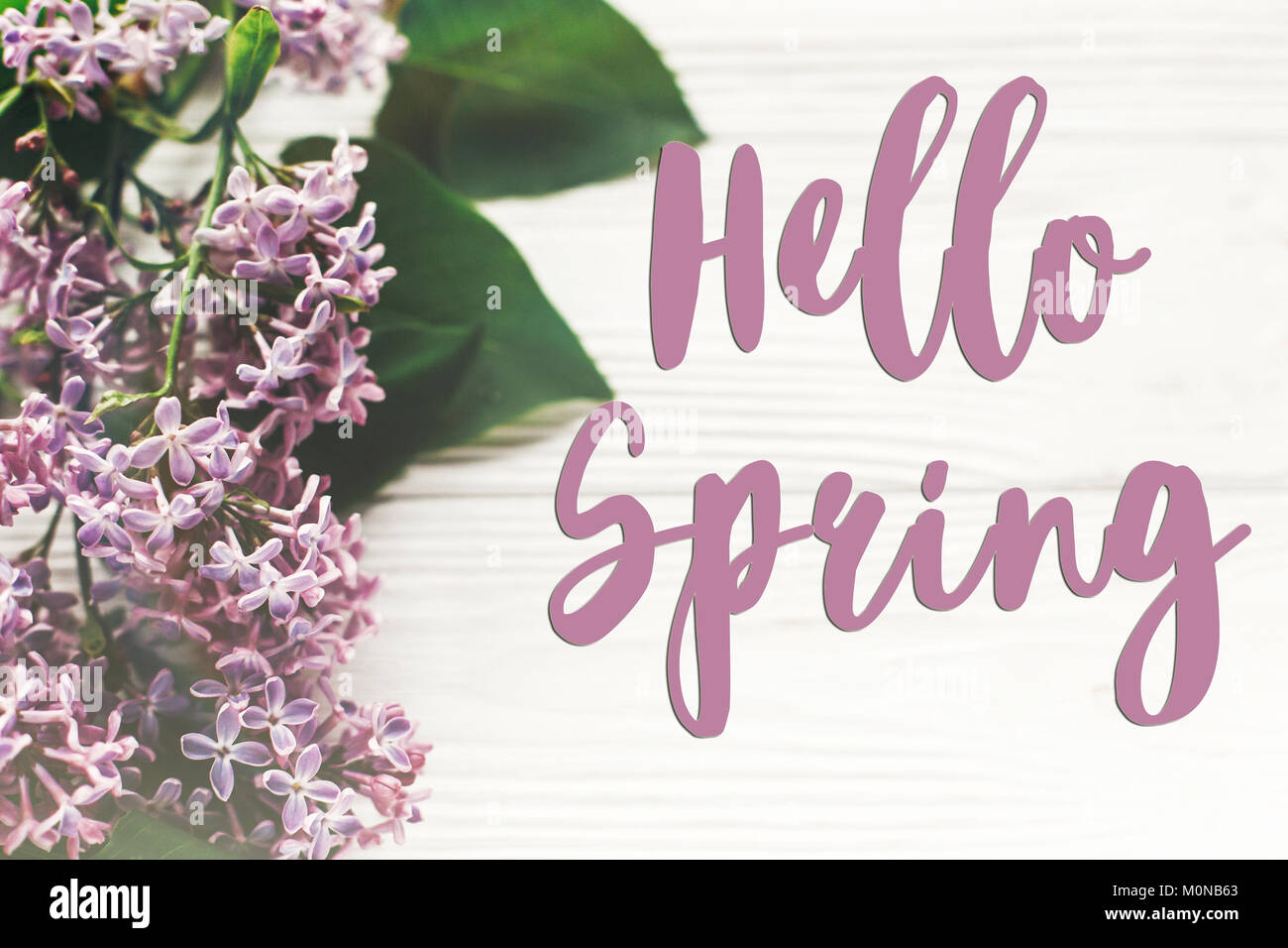 hello spring text sign on spring flat lay image. beautiful lilac ...