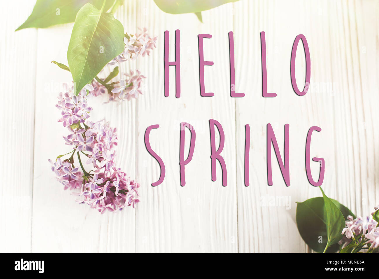 hello spring text sign on beautiful lilac flowers on rustic white ...