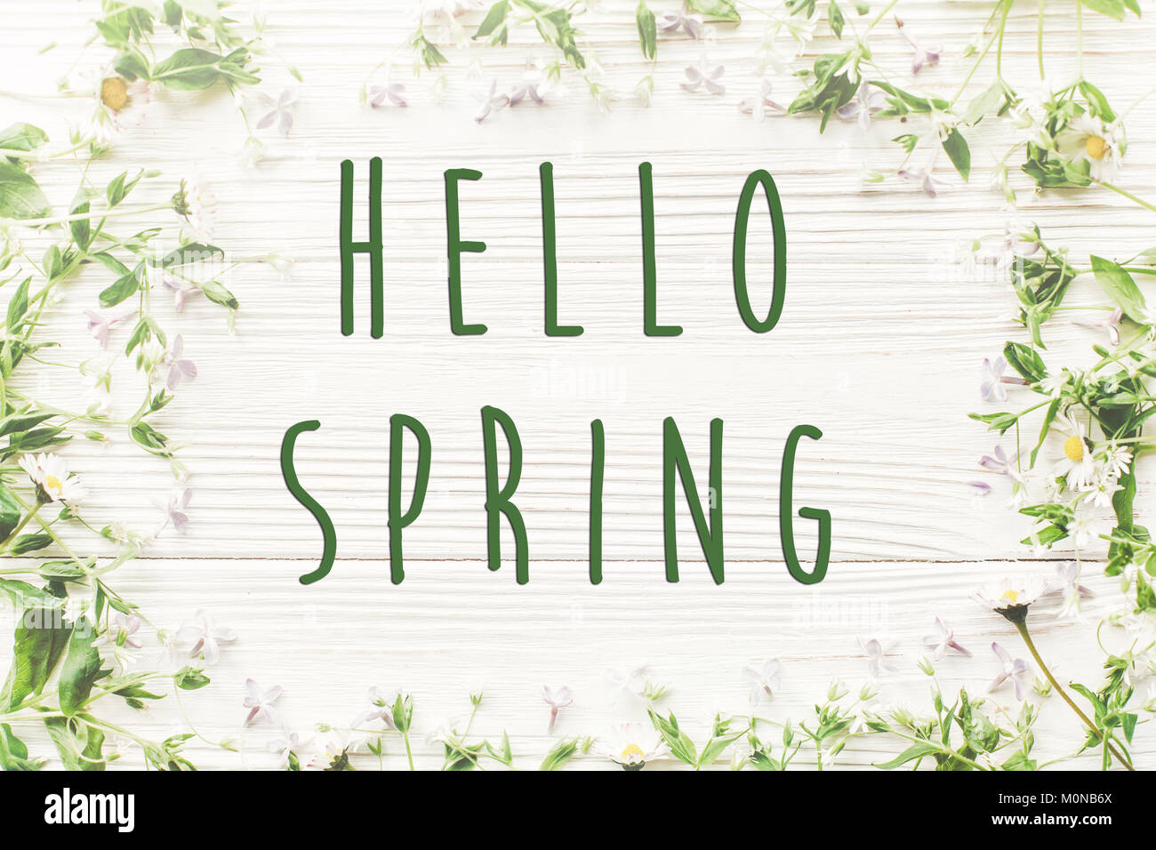 hello spring text sign on spring flat lay. fresh daisy lilac flowers ...