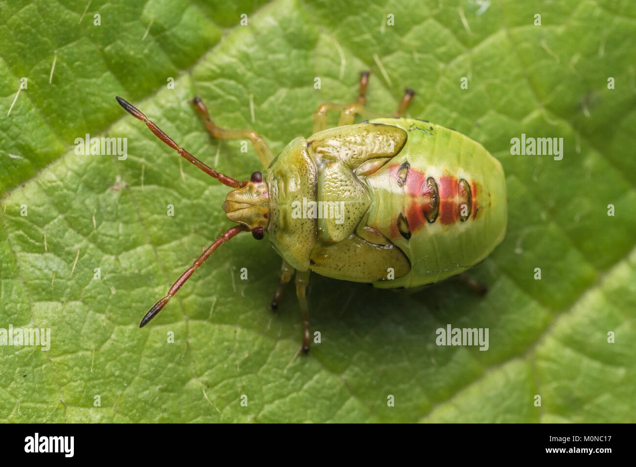 Birch shieldbug final instar nymph hi-res stock photography and images ...