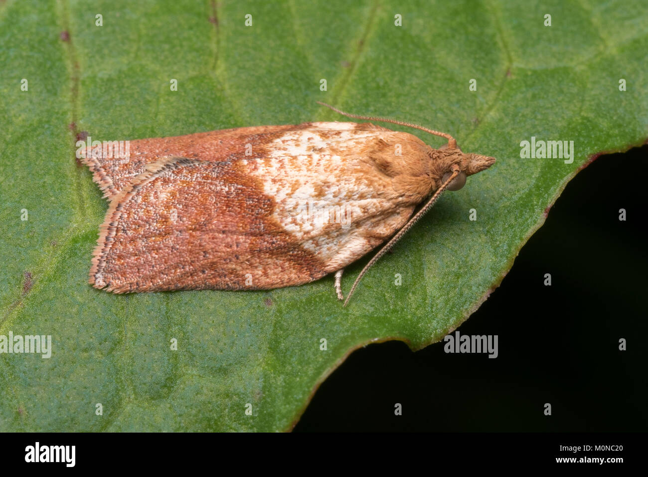 Lbam moth hi-res stock photography and images - Alamy