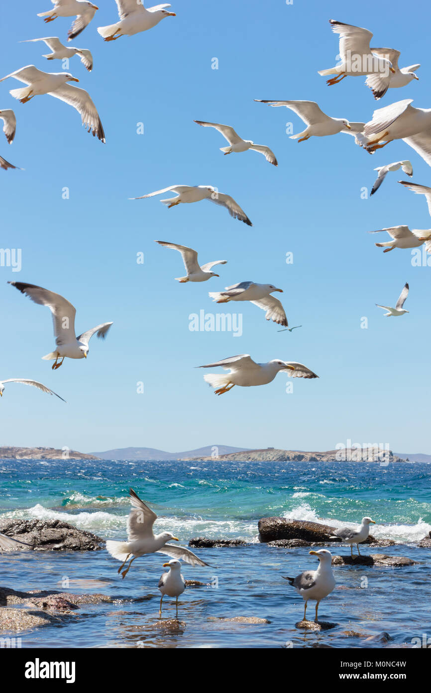 Seagull swarm at the beach hi-res stock photography and images - Alamy