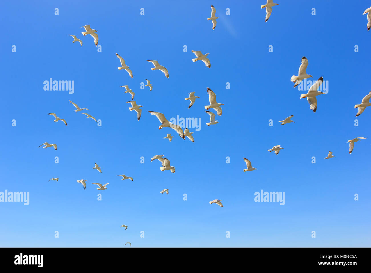 swarm of sea gulls flying close to the beach Stock Photo - Alamy