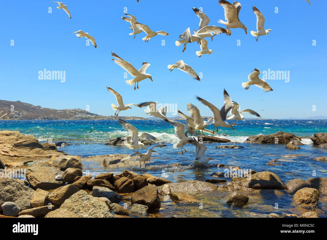swarm of sea gulls flying close to the beach Stock Photo - Alamy