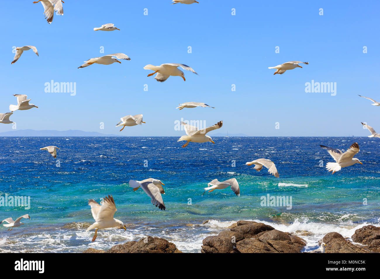 swarm of sea gulls flying close to the beach Stock Photo - Alamy
