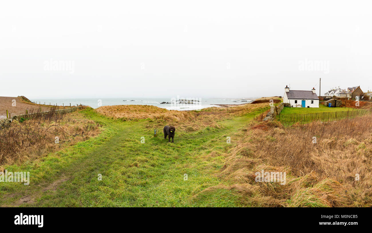 Llanfaelog - Porth Nobla Beach, Anglesey, Wales Stock Photo - Alamy