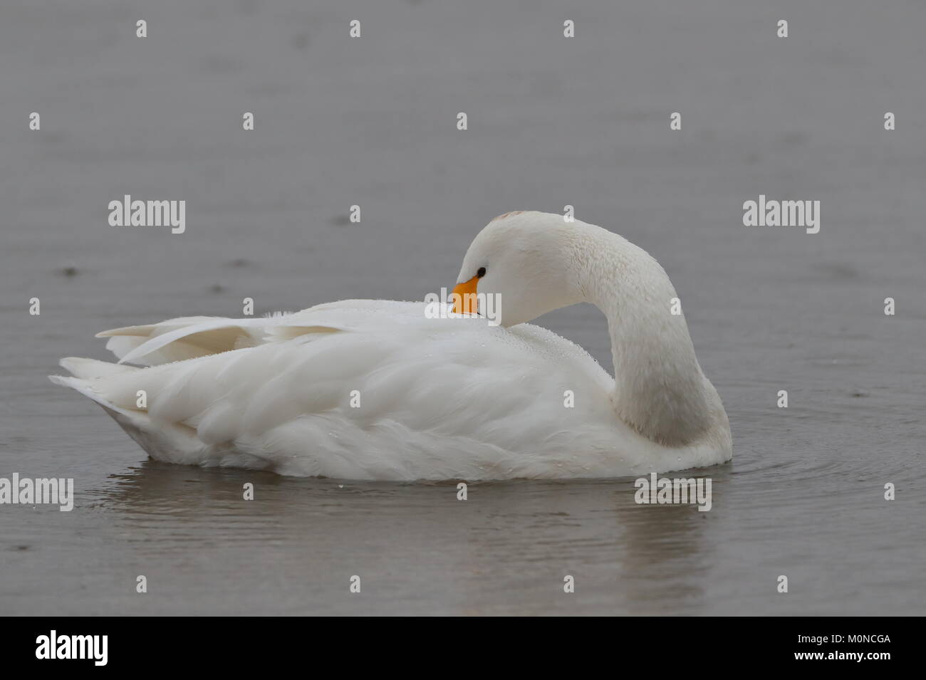 Adult Bewick`s Swan Stock Photo - Alamy