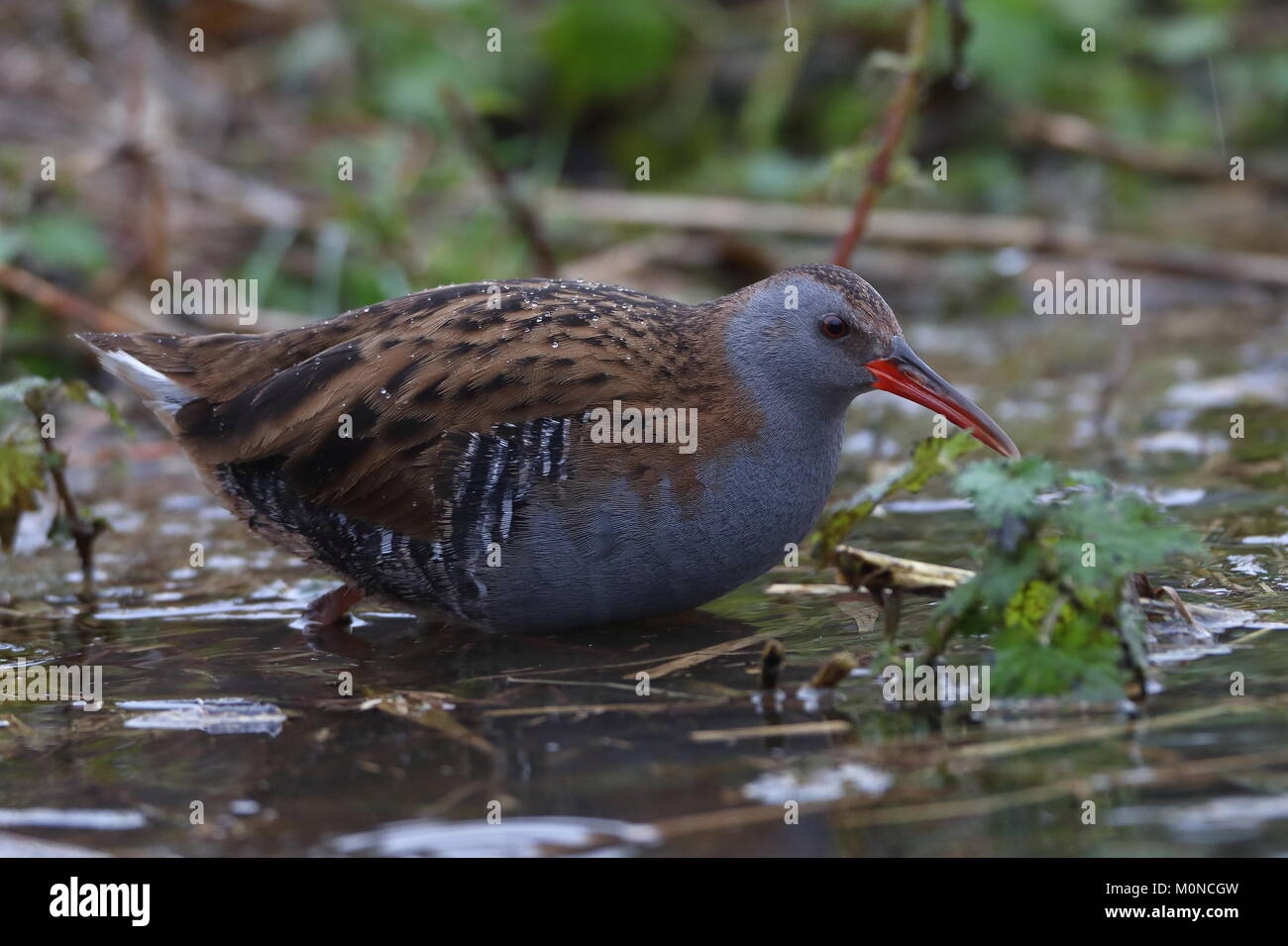 Adult Water Rail Stock Photo - Alamy