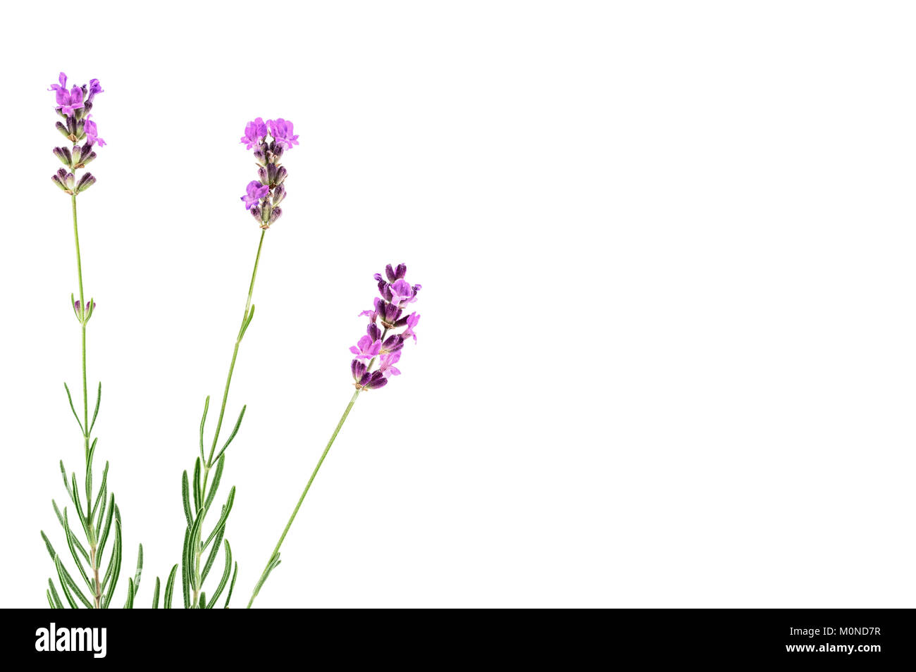 Lavender branches isolated on white Stock Photo - Alamy