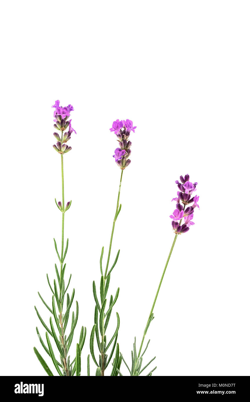 Lavender branches isolated on white Stock Photo - Alamy