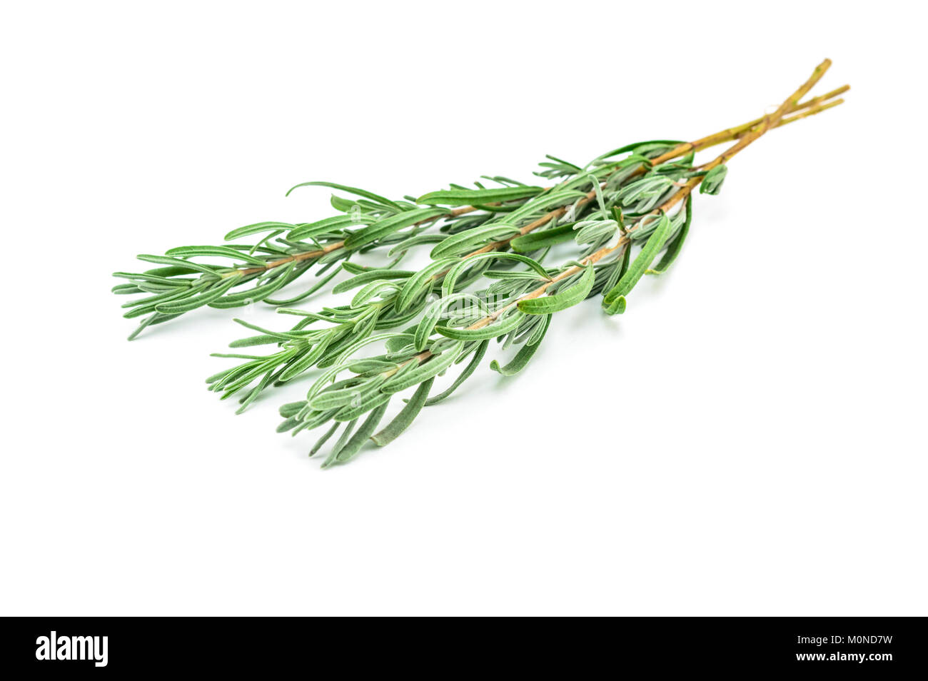 Green lavender branches isolated on white Stock Photo - Alamy