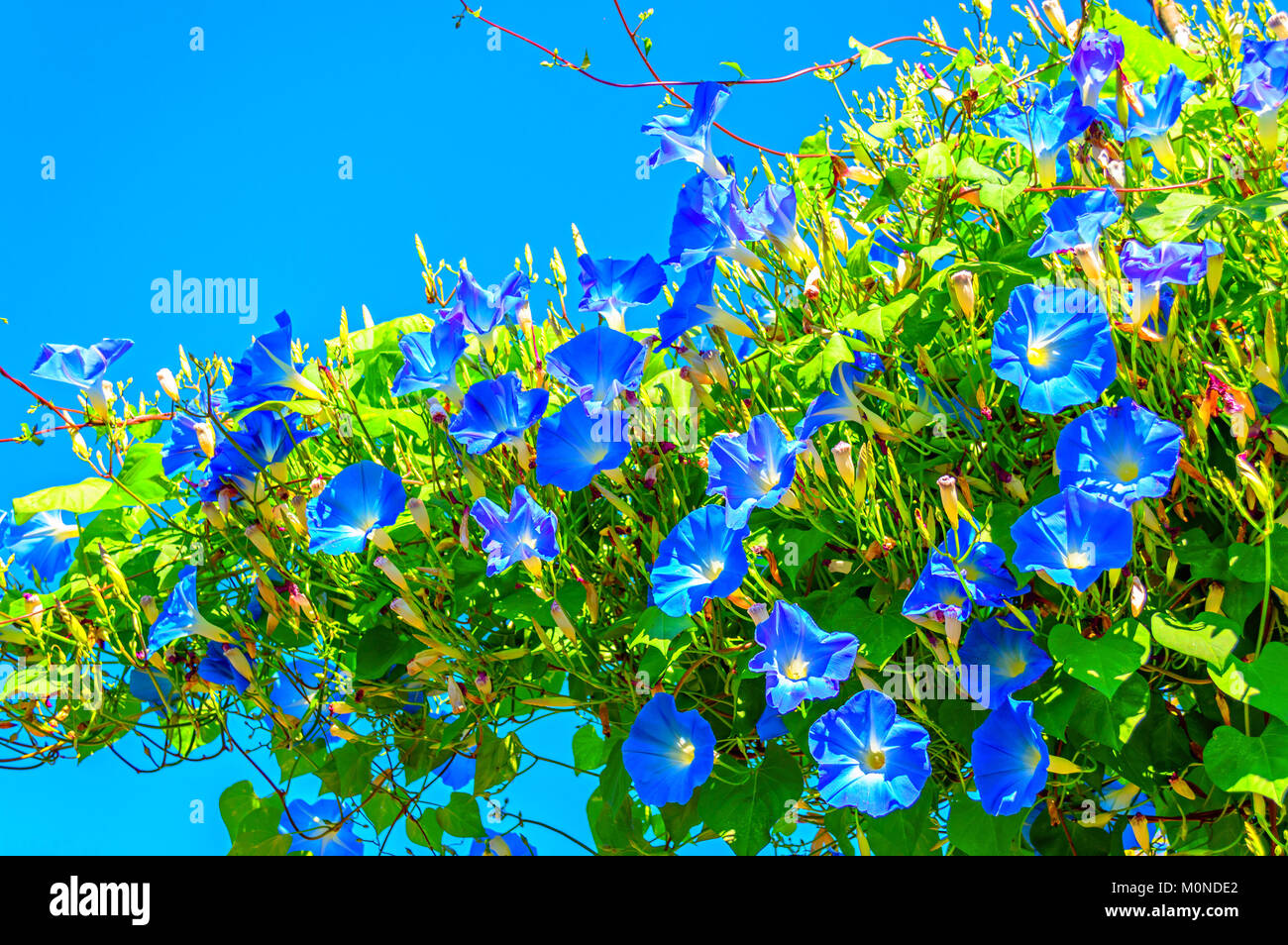 Heavenly blue ipomoea (morning glory) flowers on the blue sky ...