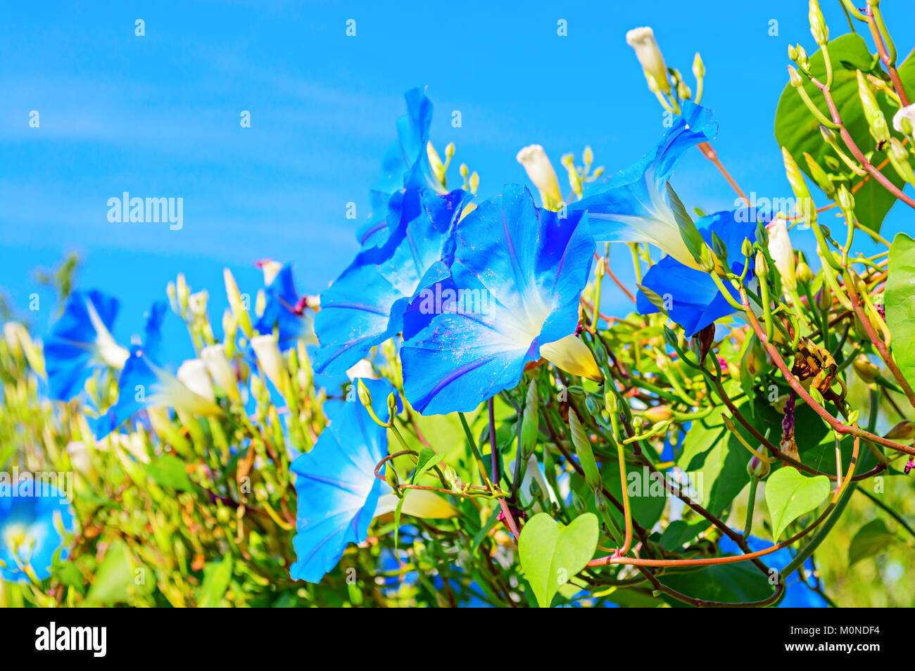 Heavenly blue ipomoea (morning glory) flowers on the sky background ...