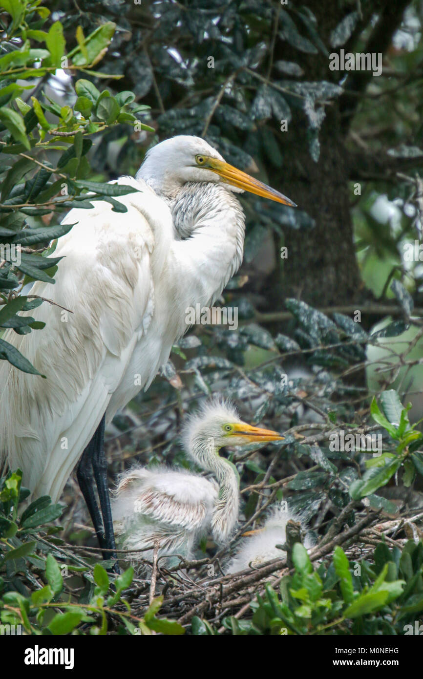 Mother Egret and Baby Stock Photo - Alamy