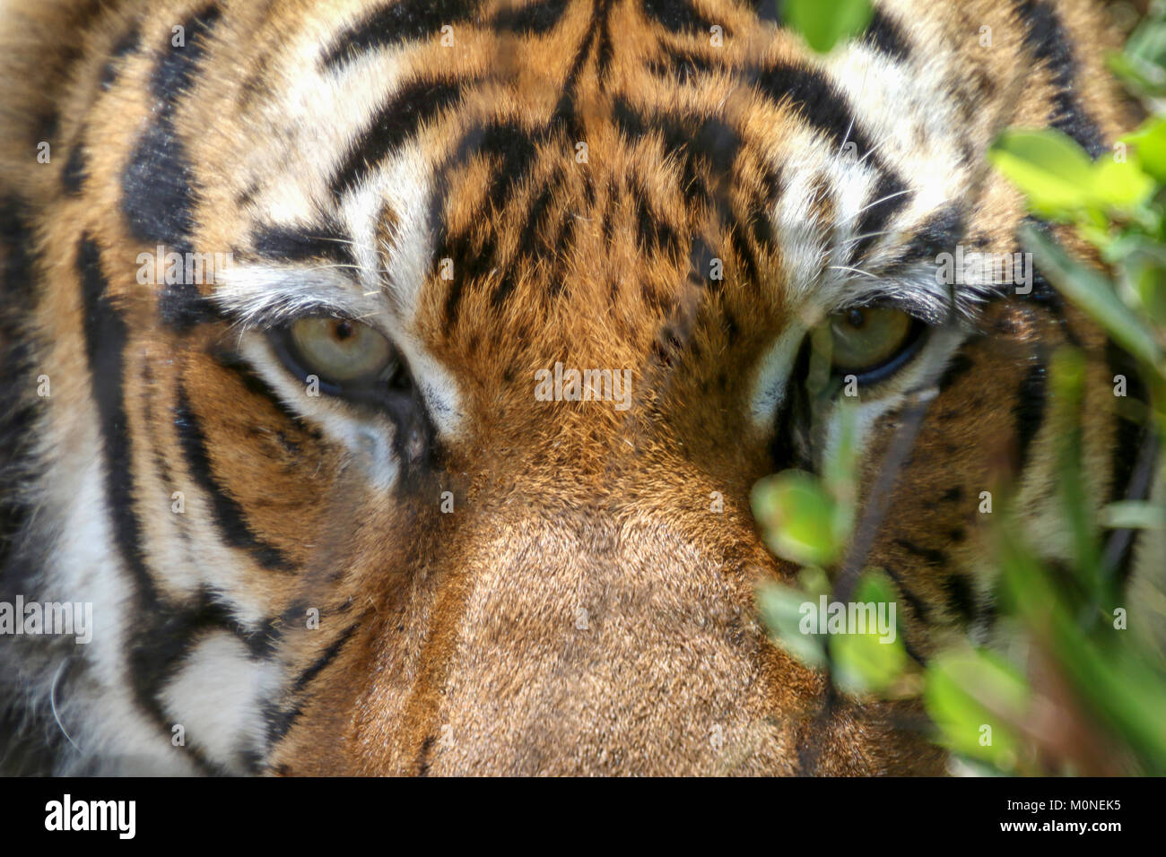 Eye Of The Tiger Stock Photo - Alamy
