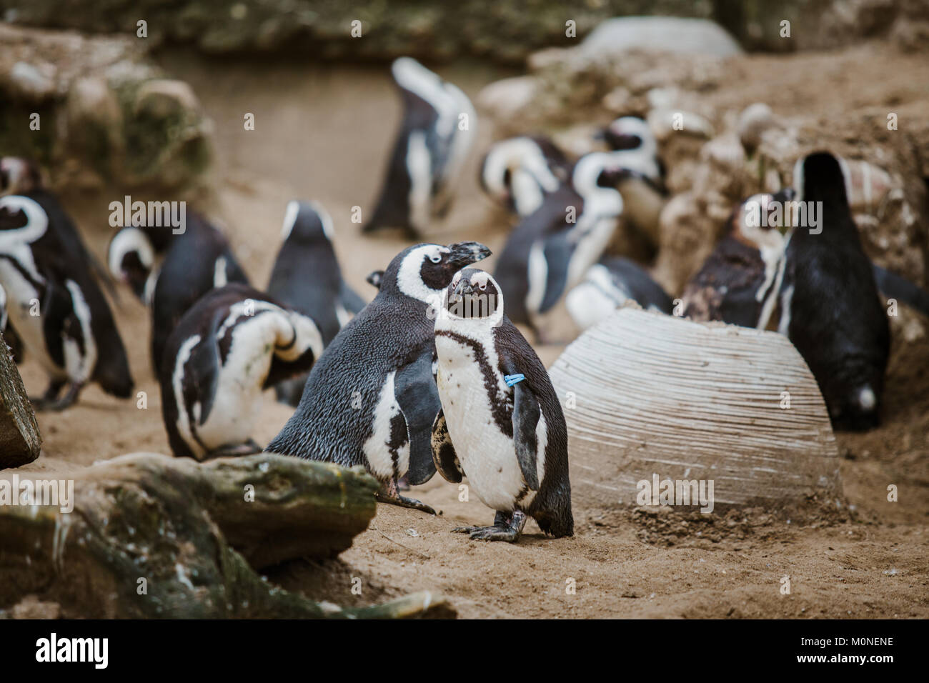 A Black Footed Penguin in a zoo staring at the camera with other ...