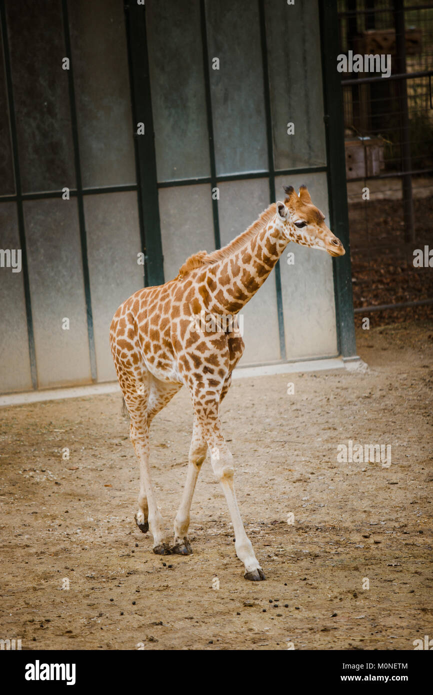 Smallest Giraffe In The World