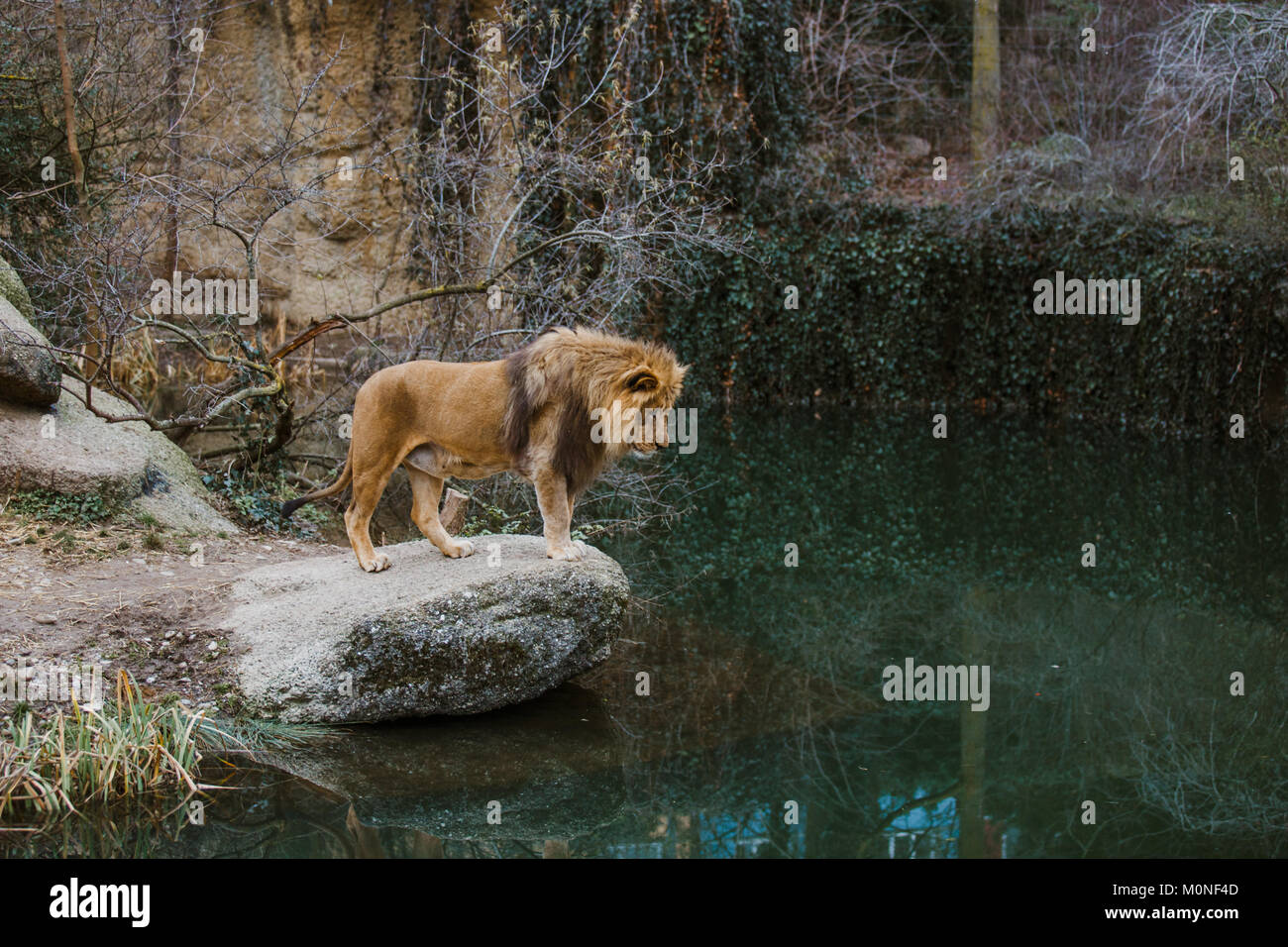 Rafrican lion hi-res stock photography and images - Alamy