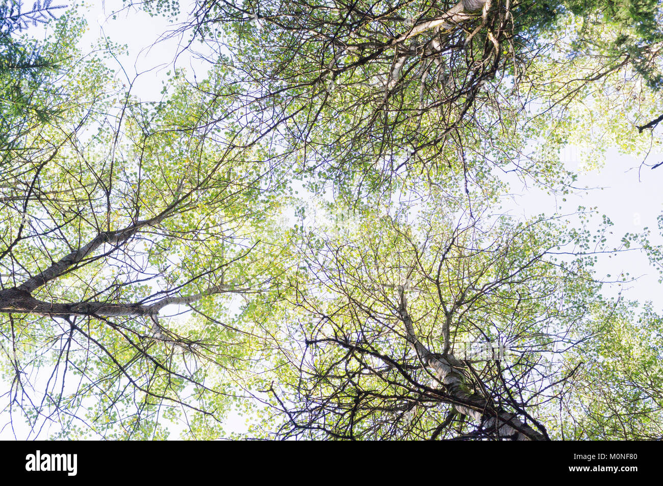 tree crowns in the summer forest. nature, background Stock Photo - Alamy