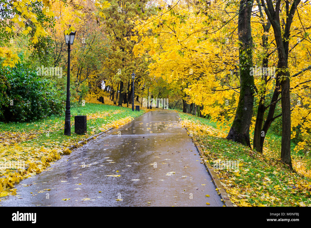 road through the park at rainy autumn morning. background, nature Stock ...