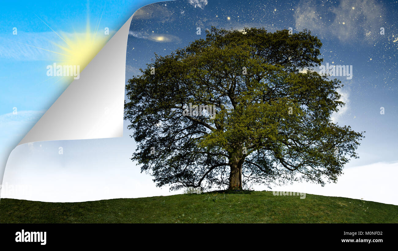 Night tree at the top of the hill and partially visible image of the ...