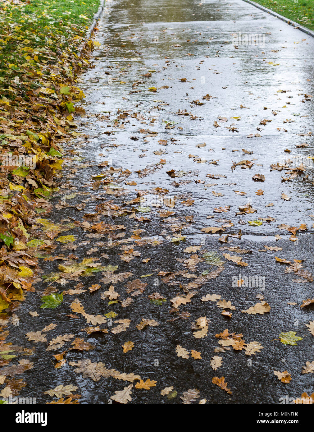road through the park at rainy autumn morning. background, nature Stock ...