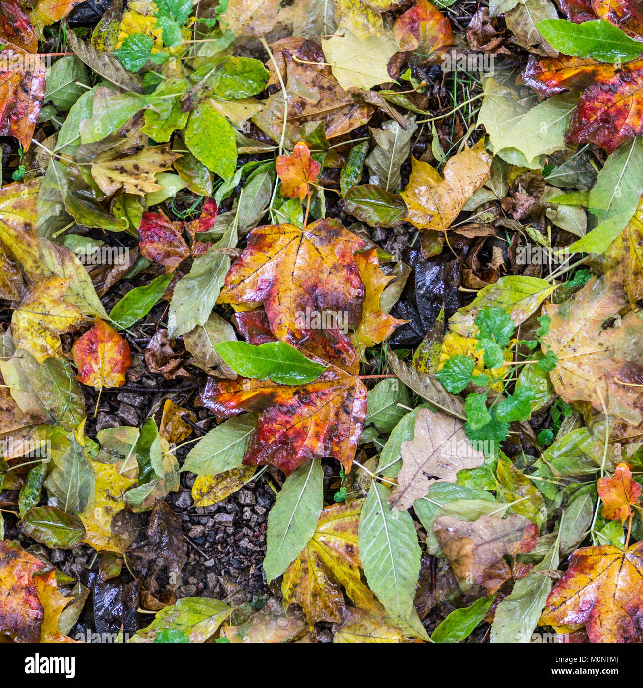 seamless wet autumn leaves texture. background, nature Stock Photo - Alamy