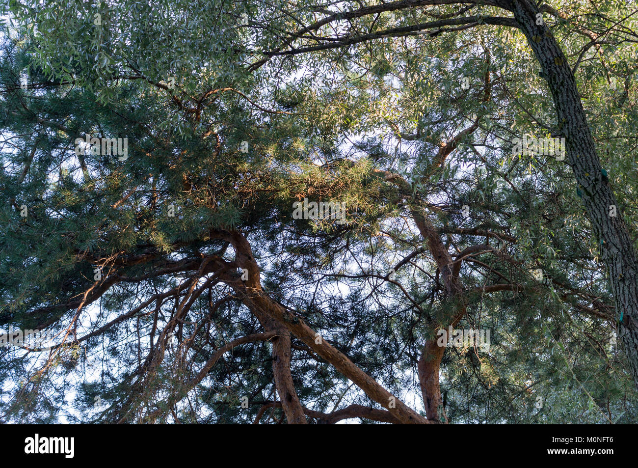 tree crowns in the summer forest. nature, background Stock Photo - Alamy
