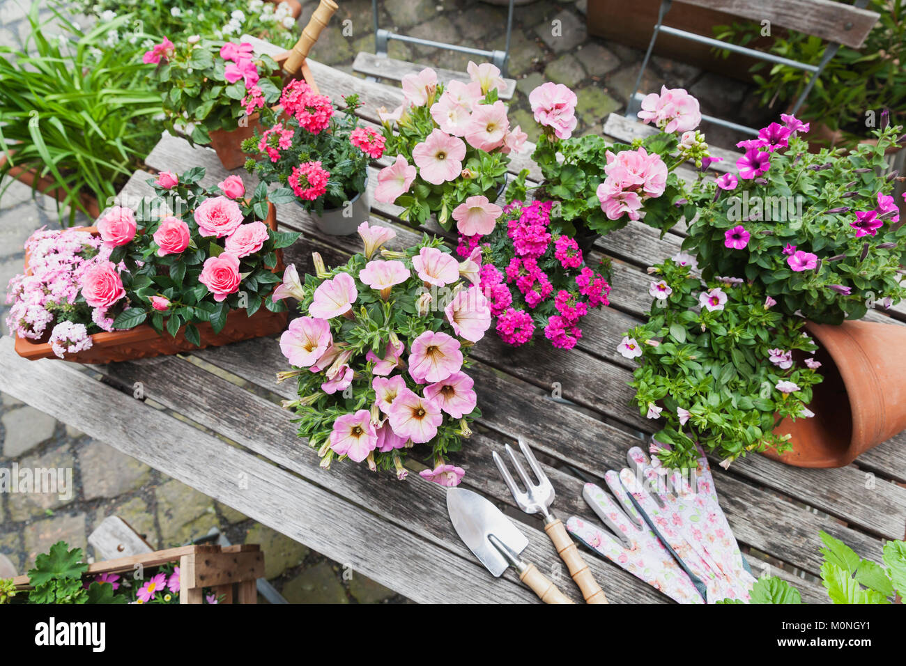 Gerania hi-res stock photography and images - Alamy