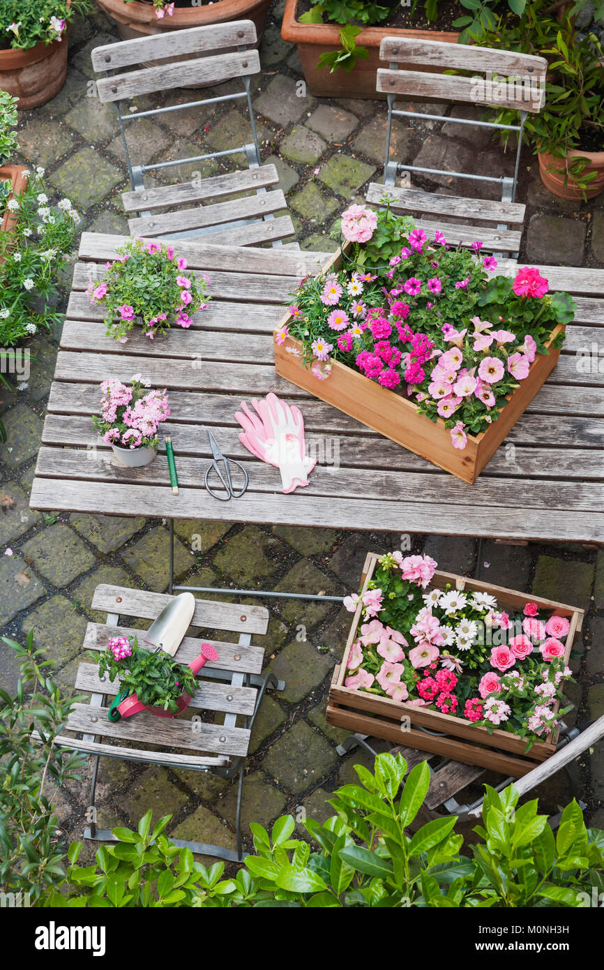 Gardening, planting of summer flowers Stock Photo - Alamy