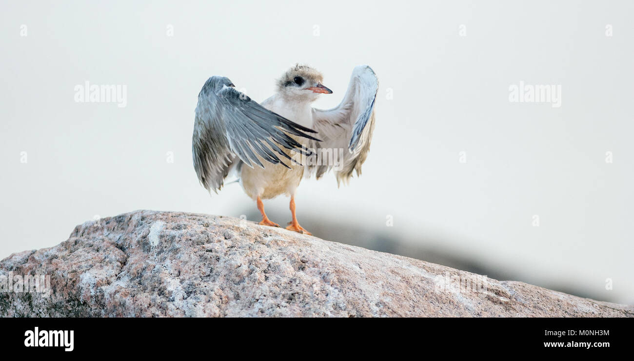 Baby bird of Common Tern. The Common Tern (Sterna hirundo) is a seabird ...