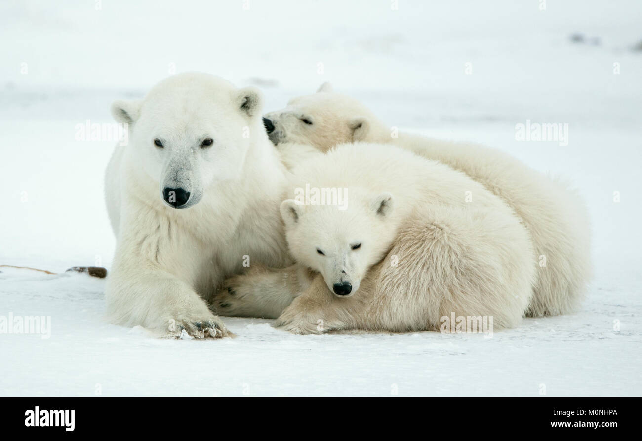 Polar she-bear with cubs. The polar she-bear with two kids on snow ...