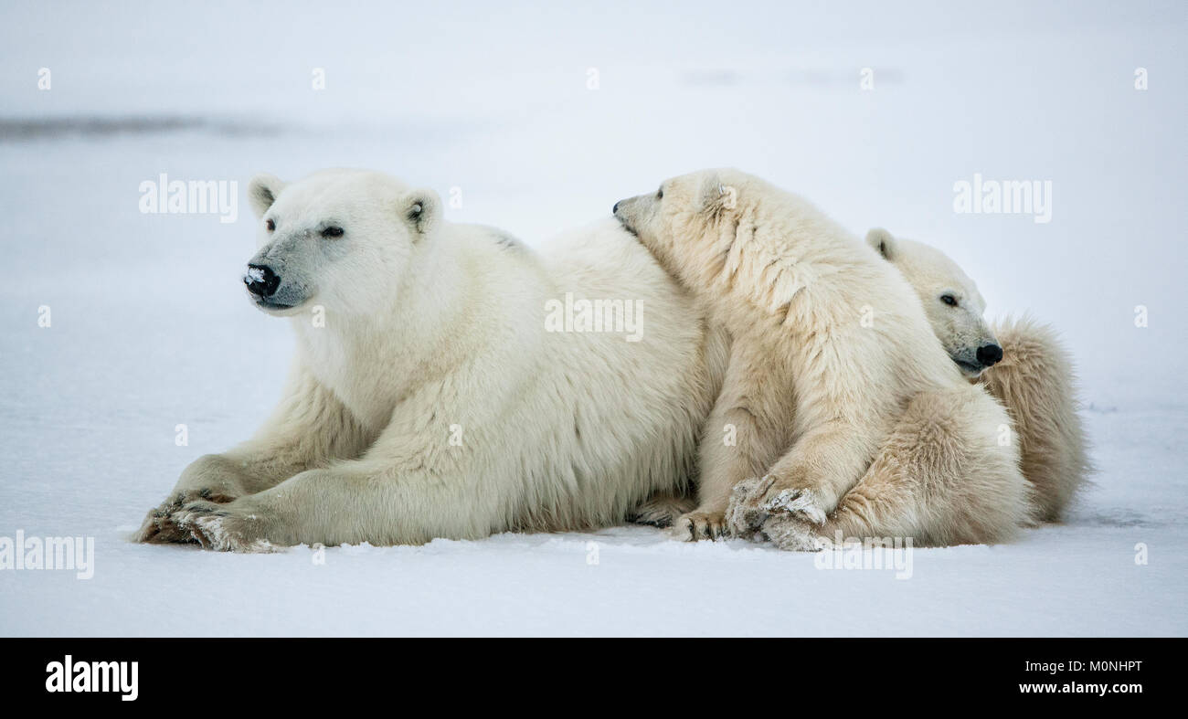 Polar she-bear with cubs. The polar she-bear with two kids on snow ...