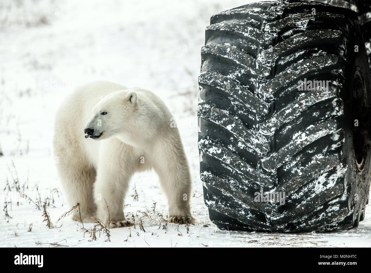 Little bear or big wheel? Curious polar bear in the arctic checks out a ...