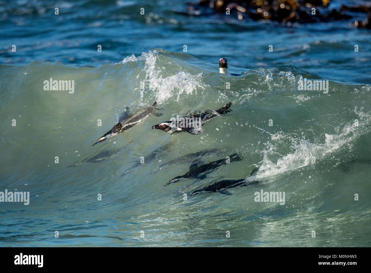 African penguins swimming in ocean wave. The African penguin ...