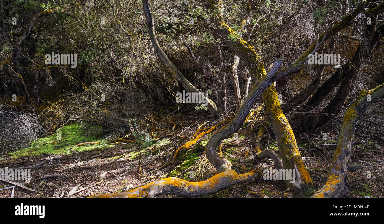 Dead trees at dark jungle in North Island of New Zealand Stock Photo ...