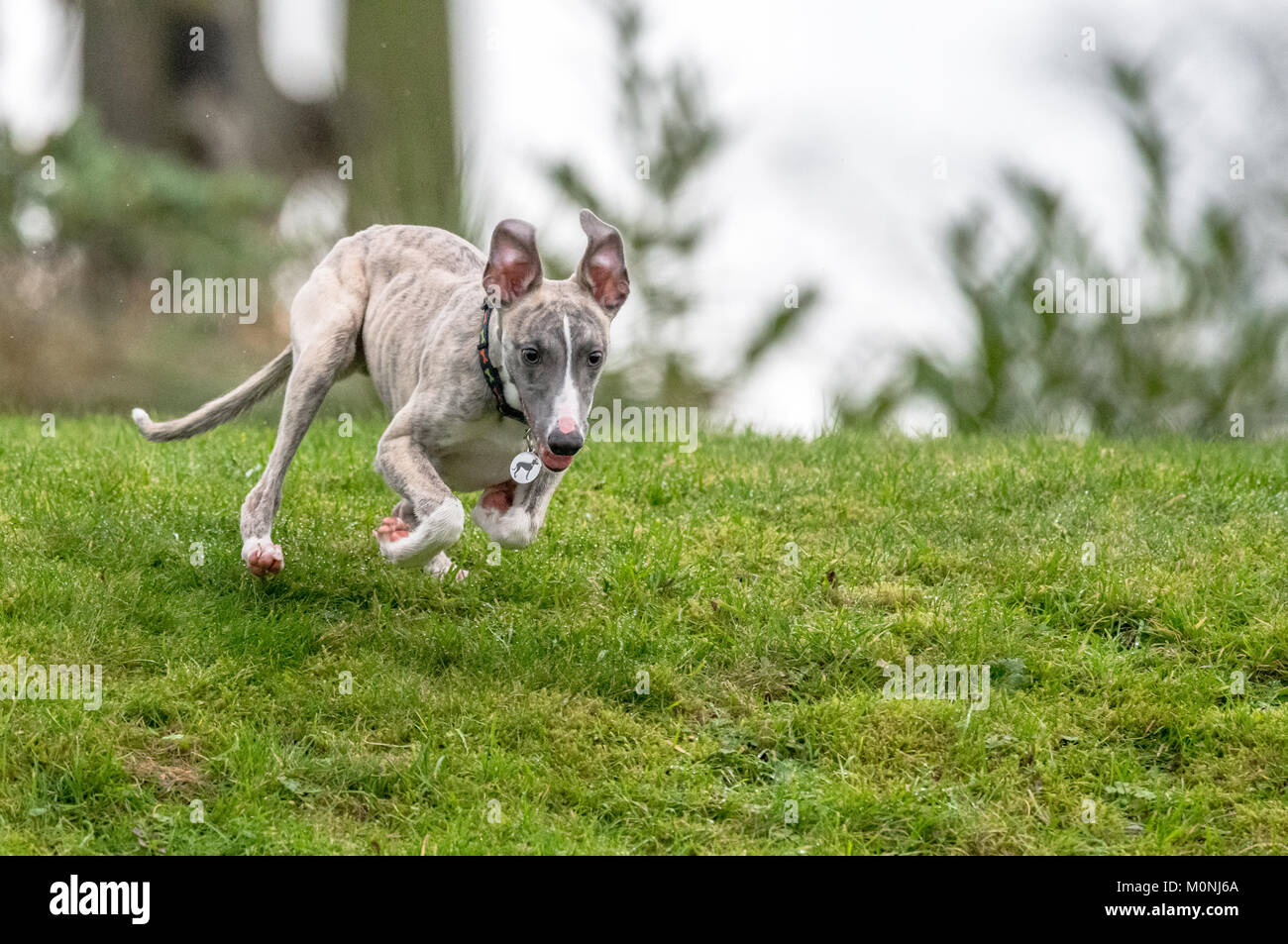 Whippet puppy running down a grassy slope Stock Photo - Alamy
