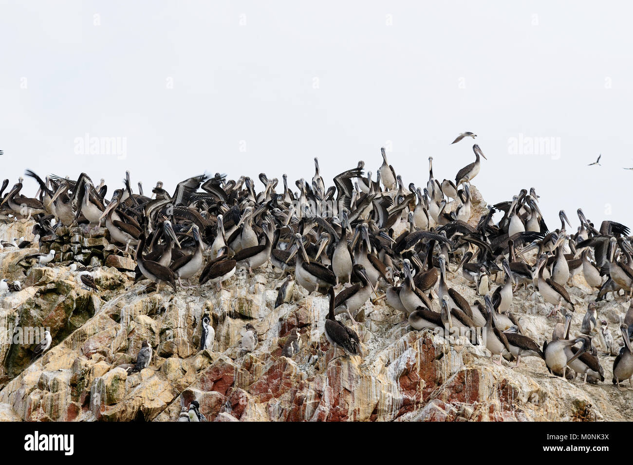 Peru, South Coast, Islas Ballestas near Paracas National Park, although ...
