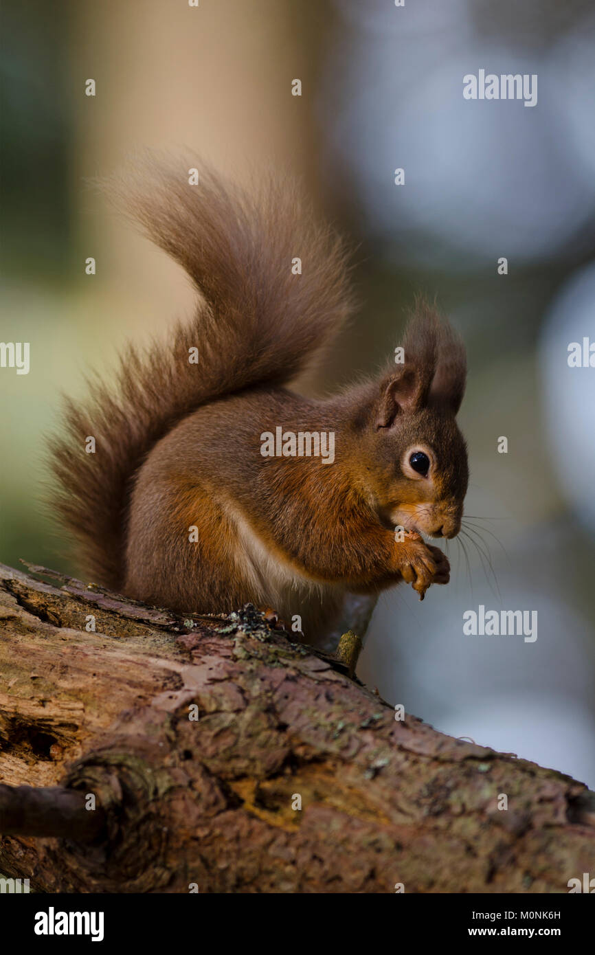 Photograph of red squirrel hi-res stock photography and images - Alamy