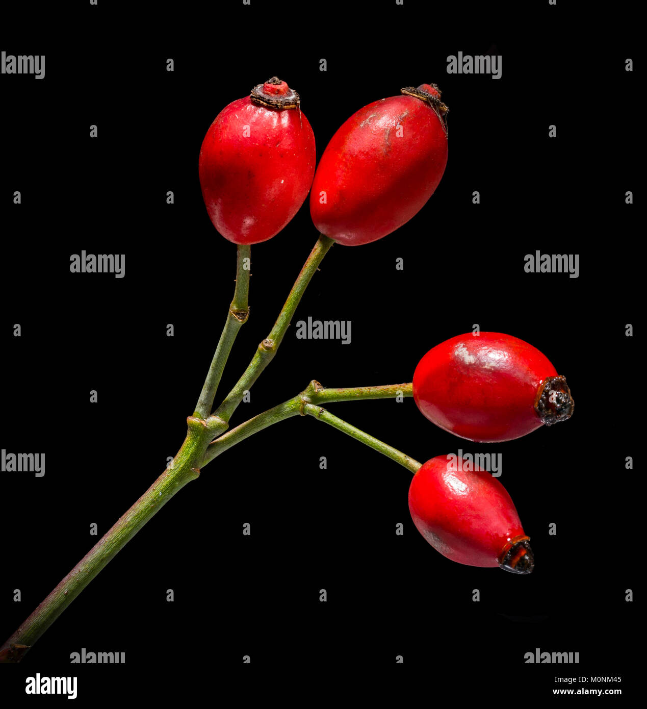 Rose hip crop hi-res stock photography and images - Alamy