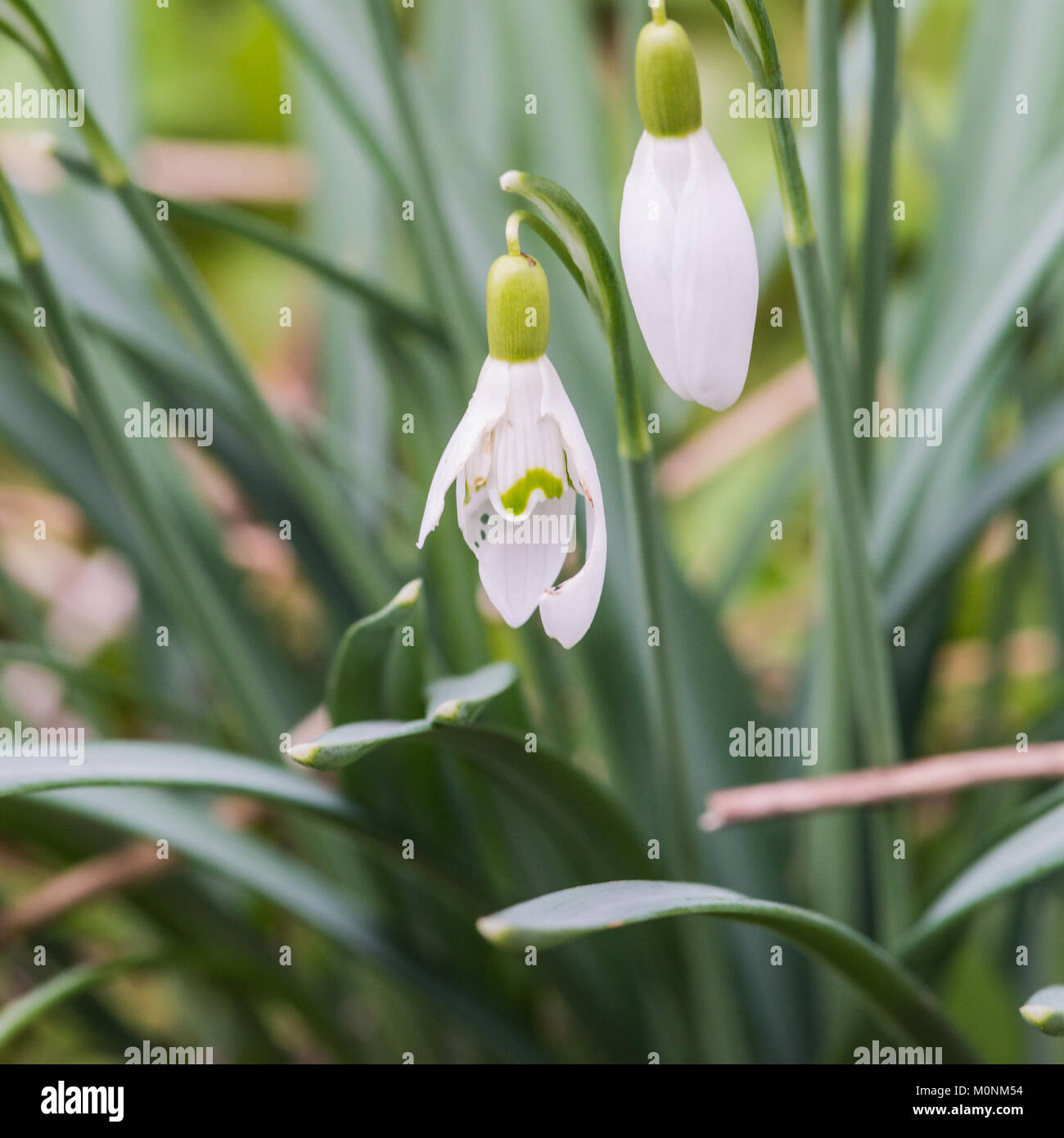 Snowdrop close up hi-res stock photography and images - Alamy