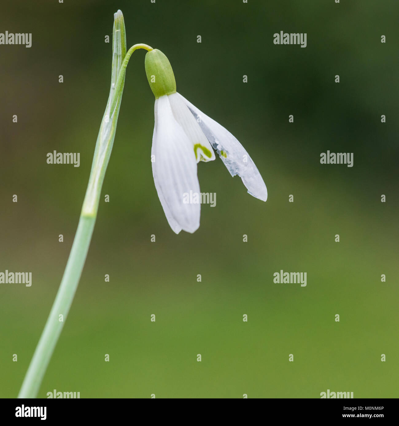 Macro shot snowdrop bloom hi-res stock photography and images - Alamy
