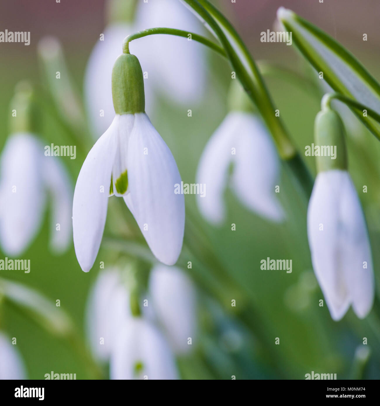 Snowdrop collection hi-res stock photography and images - Alamy
