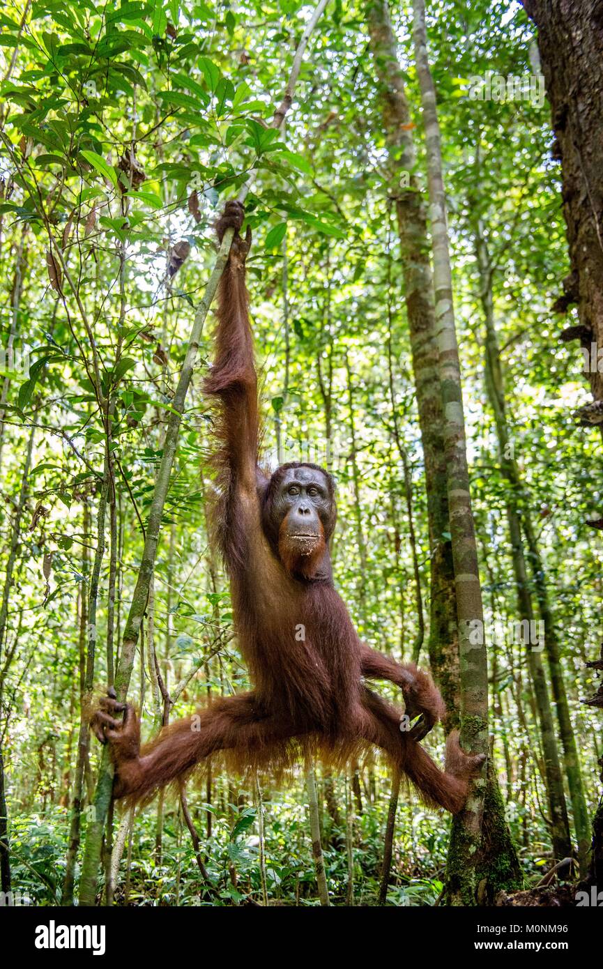 Young male of Bornean Orangutan on the tree in a natural habitat ...