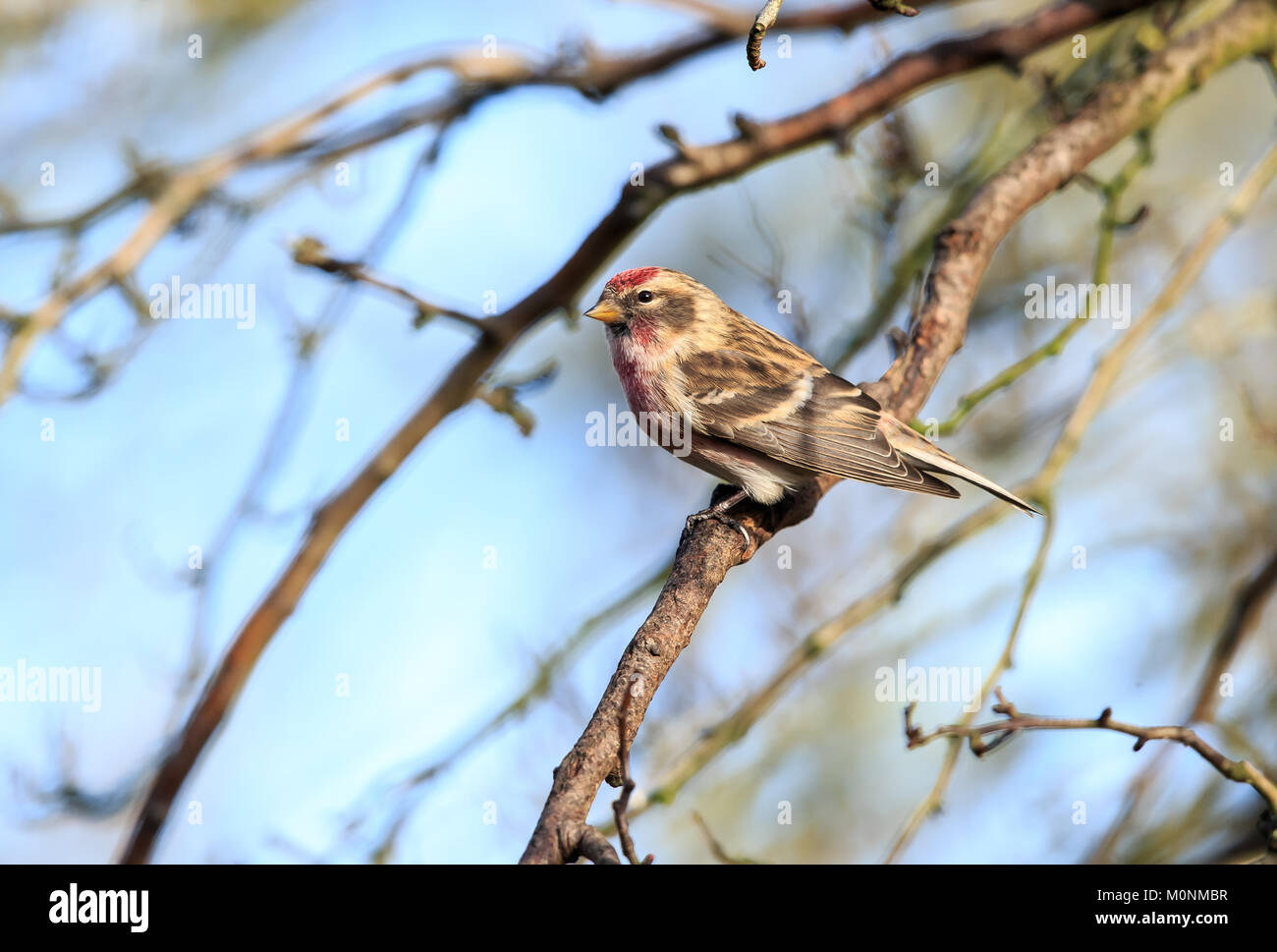 The lesser redpoll is a small passerine bird in the finch family ...